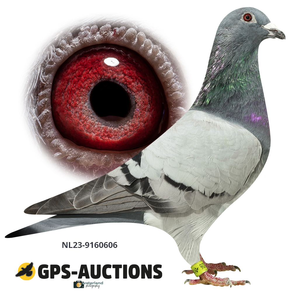 Belgium Speed Pigeons Part 2 - GPS-Auctions