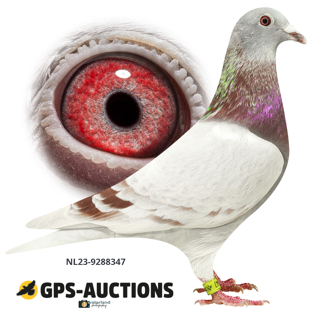 Richard van den Bos - GPS-Auctions