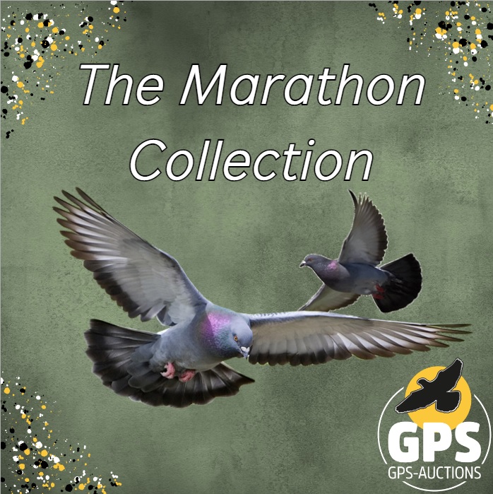 The Marathon Collection - GPS-Auctions