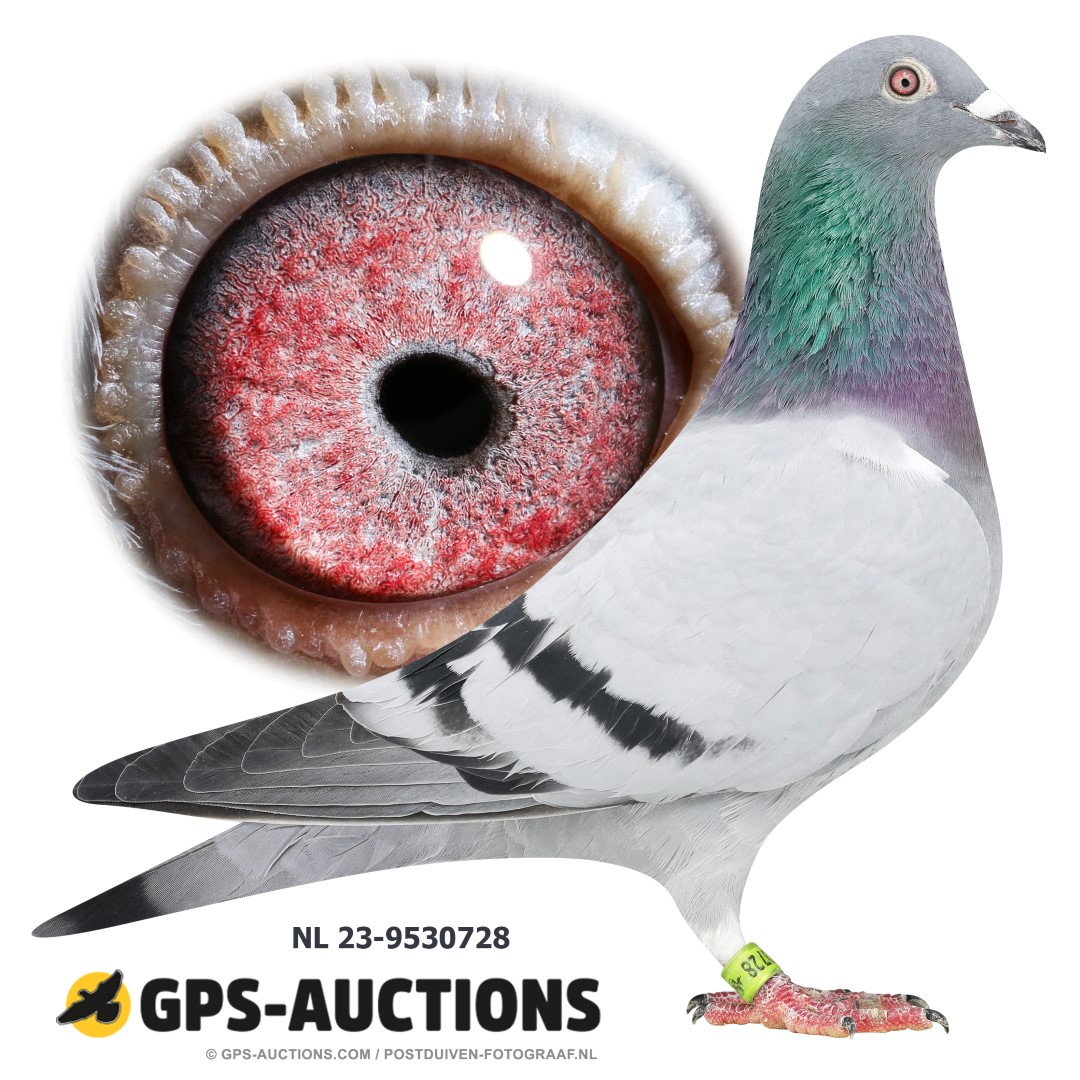 Ype Hemstra (Gebr. Leideman) Special Part 2 - GPS-Auctions