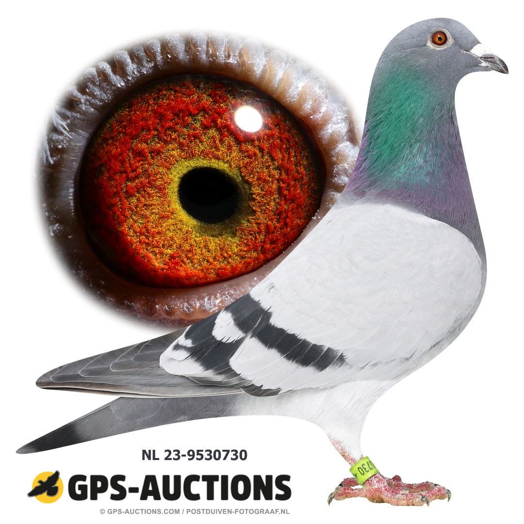 Ype Hemstra (Gebr. Leideman) Special Part 2 - GPS-Auctions