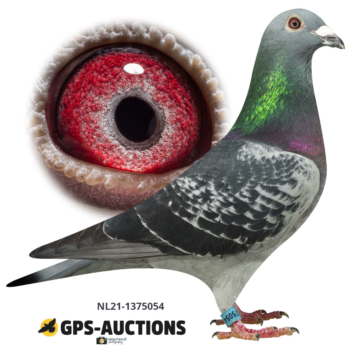The Dutch Champions - GPS-Auctions