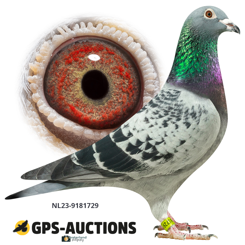 Guus van Aken Part 2 - GPS-Auctions