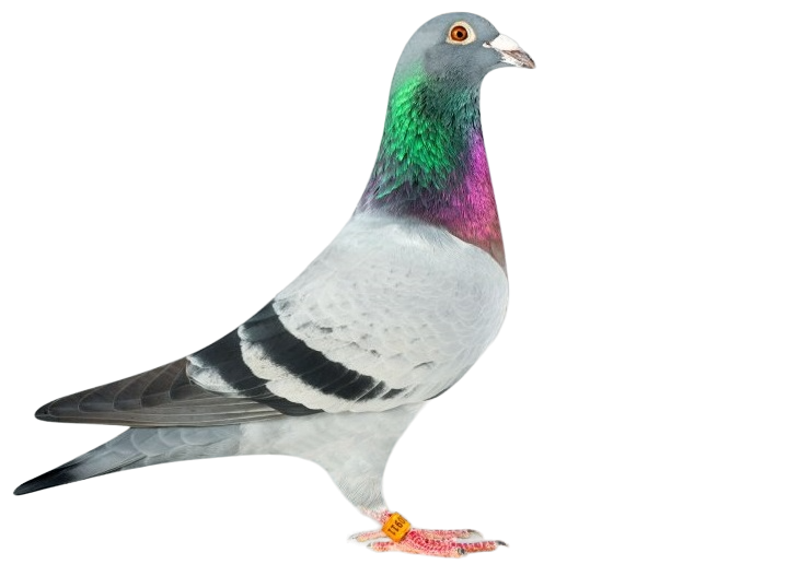 GPS-Auctions - Auction house for pigeon sport