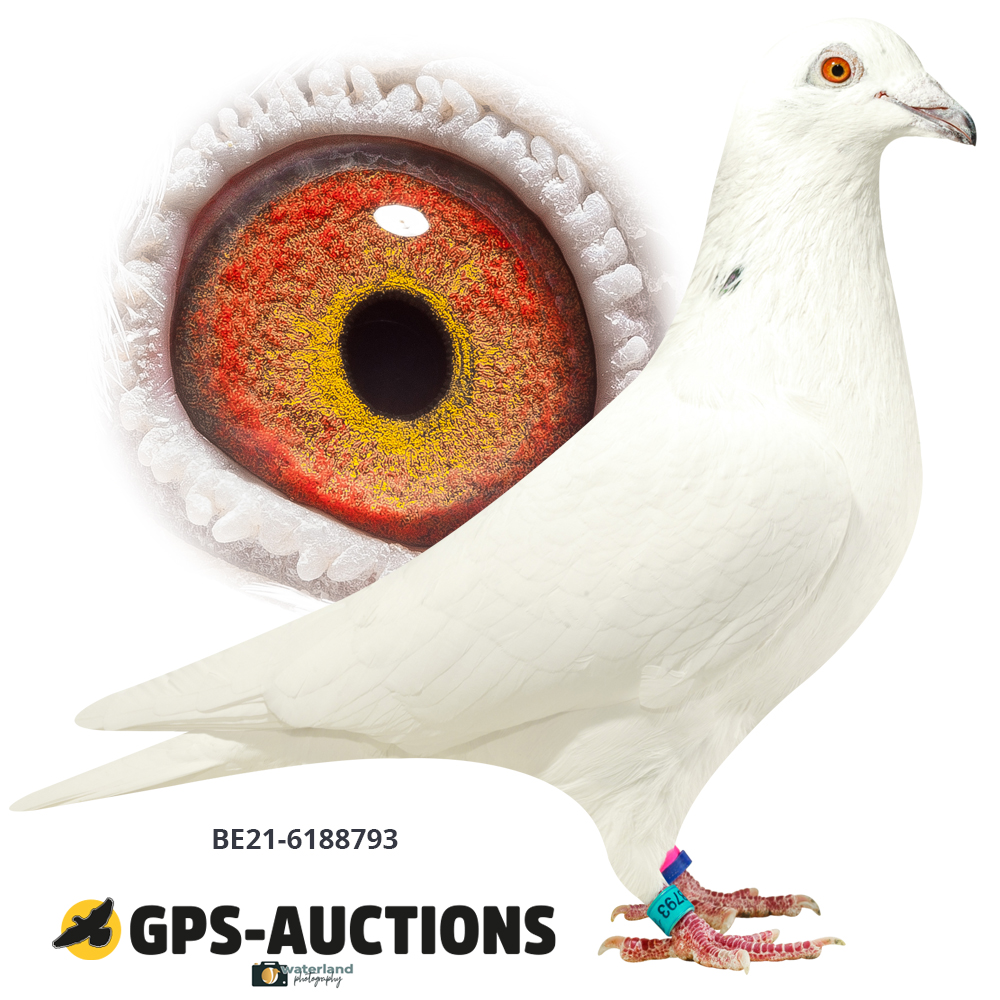 "White Man" - Collection - GPS-Auctions