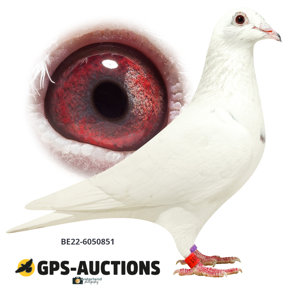 "White Man" - Collection - GPS-Auctions