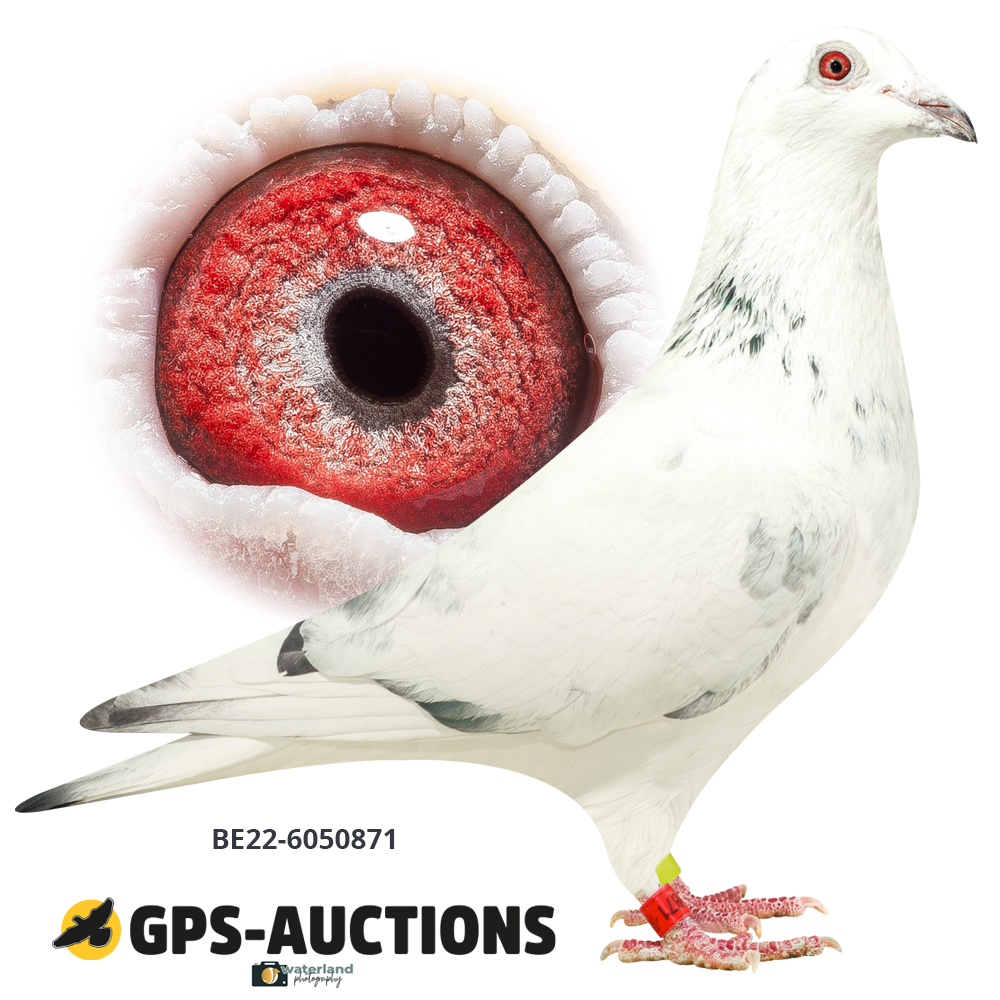 "White Man" - Collection - GPS-Auctions