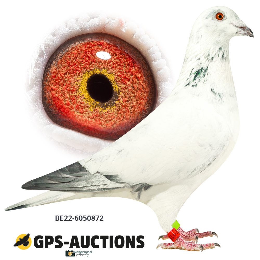 "White Man" - Collection - GPS-Auctions
