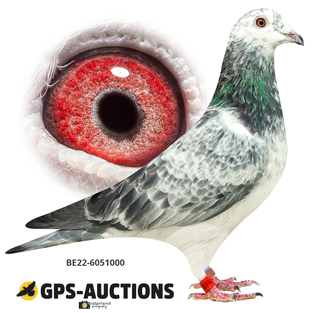 "White Man" - Collection - GPS-Auctions