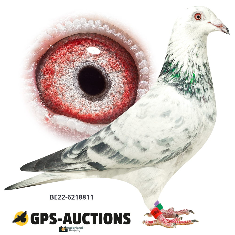 "White Man" - Collection - GPS-Auctions