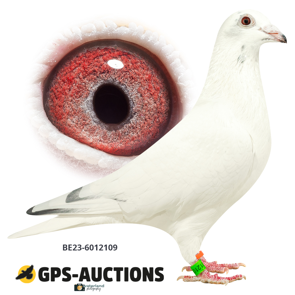 "White Man" - Collection - GPS-Auctions