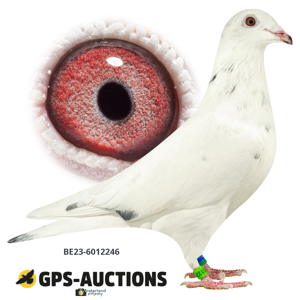 "White Man" - Collection - GPS-Auctions