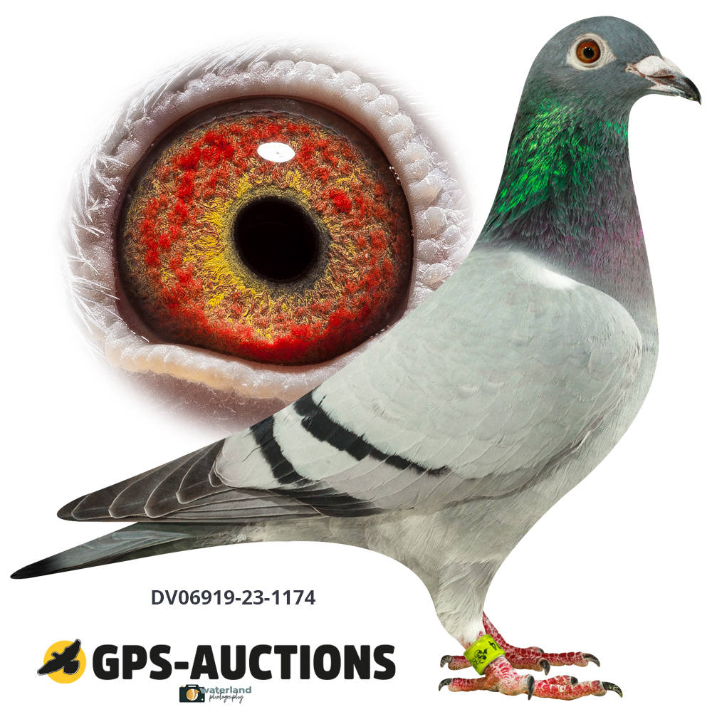 Achmed Krämer Pigeons - GPS-Auctions