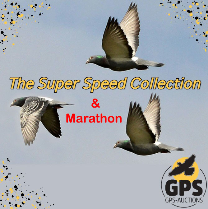 La colección Speed & Marathon - GPS-Auctions