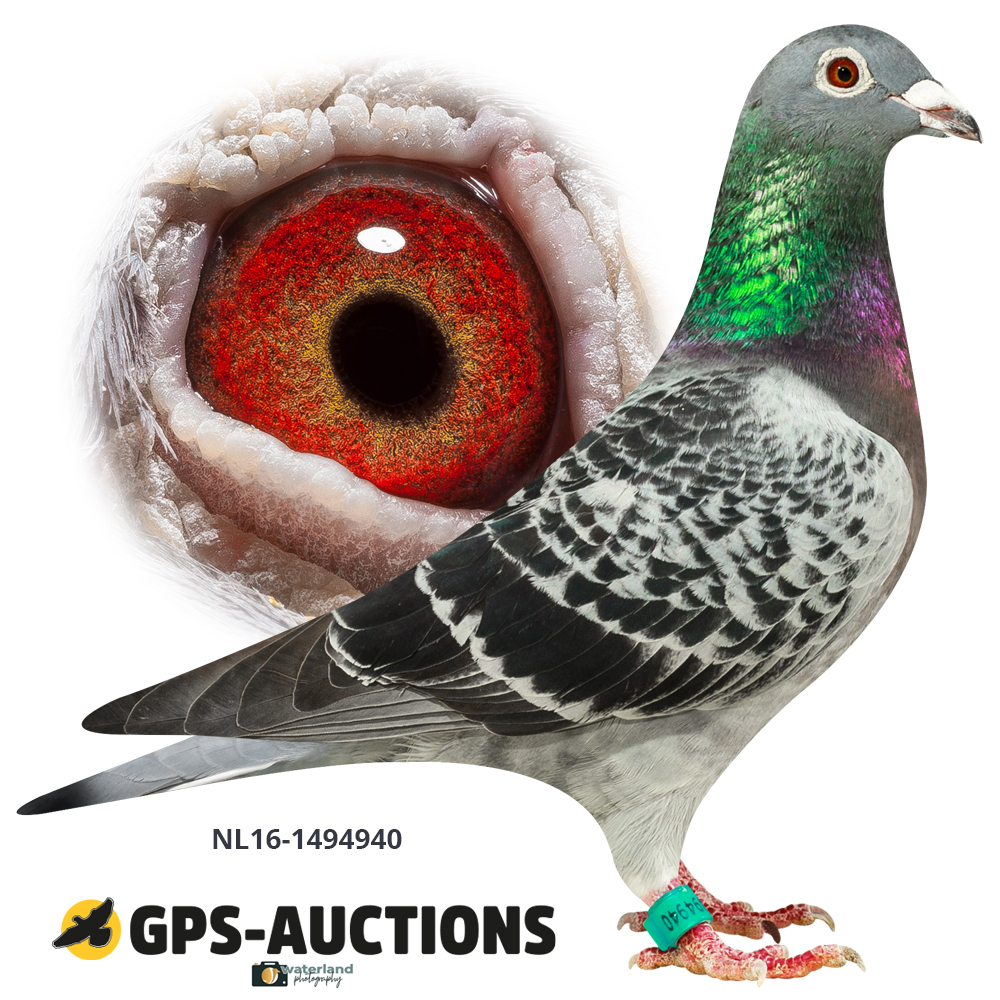 Ko van Dommelen Part 2 - GPS-Auctions