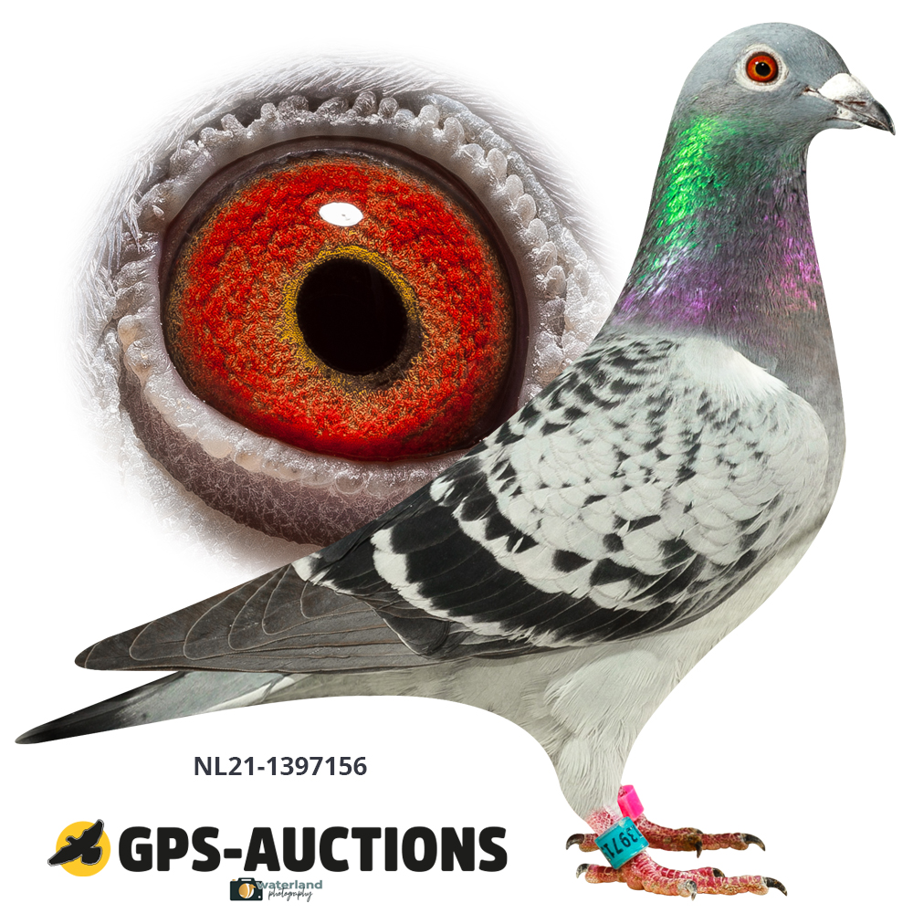 The Long Distance Collection - GPS-Auctions