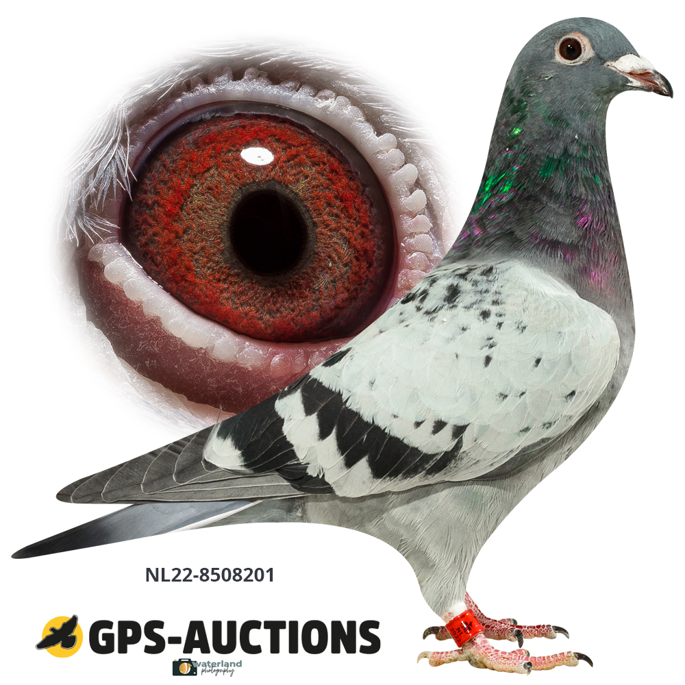 Ko van Dommelen Partie 2 - GPS-Auctions