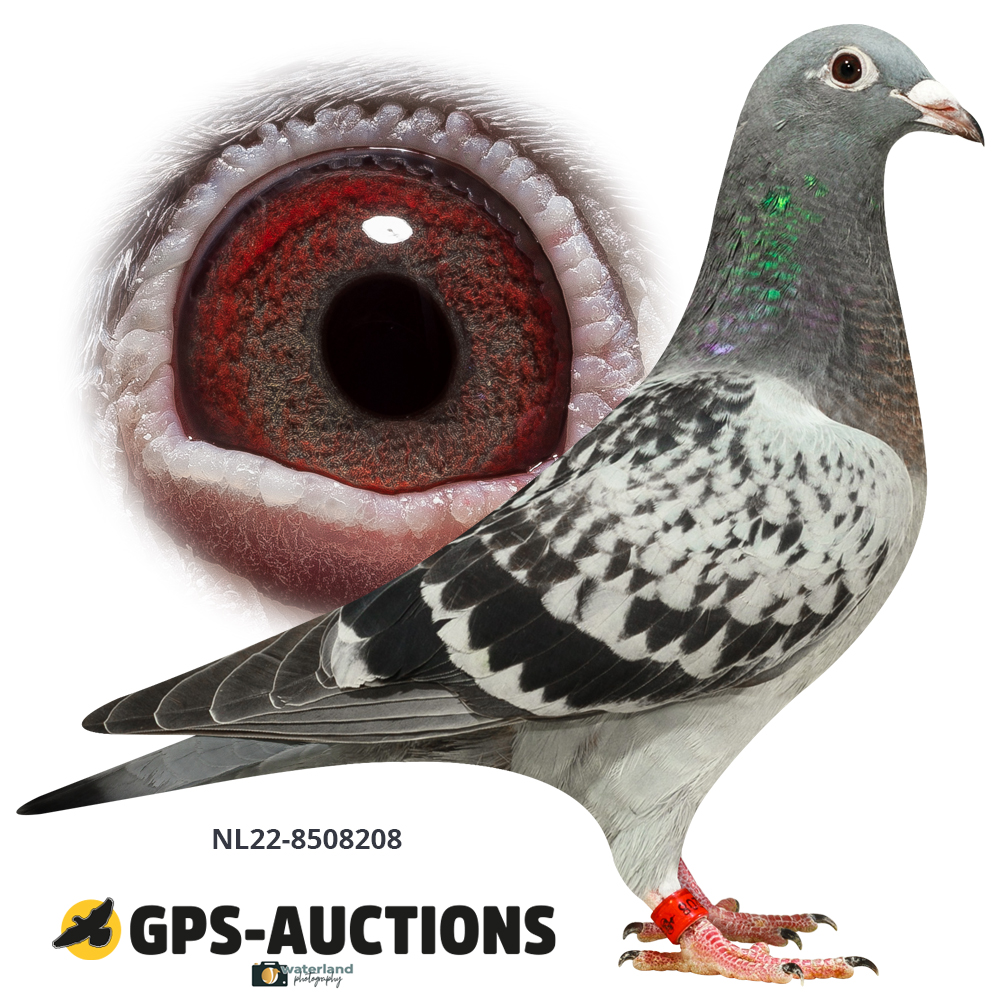 Ko van Dommelen 第 1 部分 - GPS-Auctions