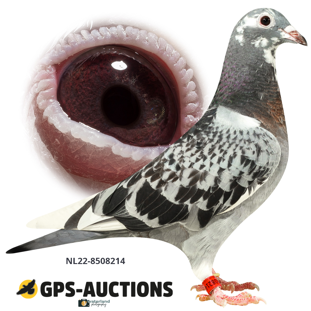 Ko van Dommelen Part 1 - GPS-Auctions