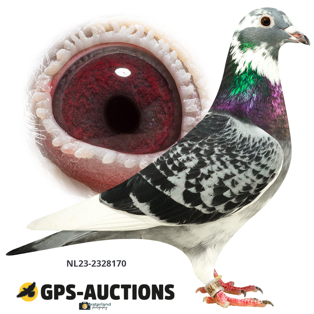 Ko van Dommelen Part 2 - GPS-Auctions