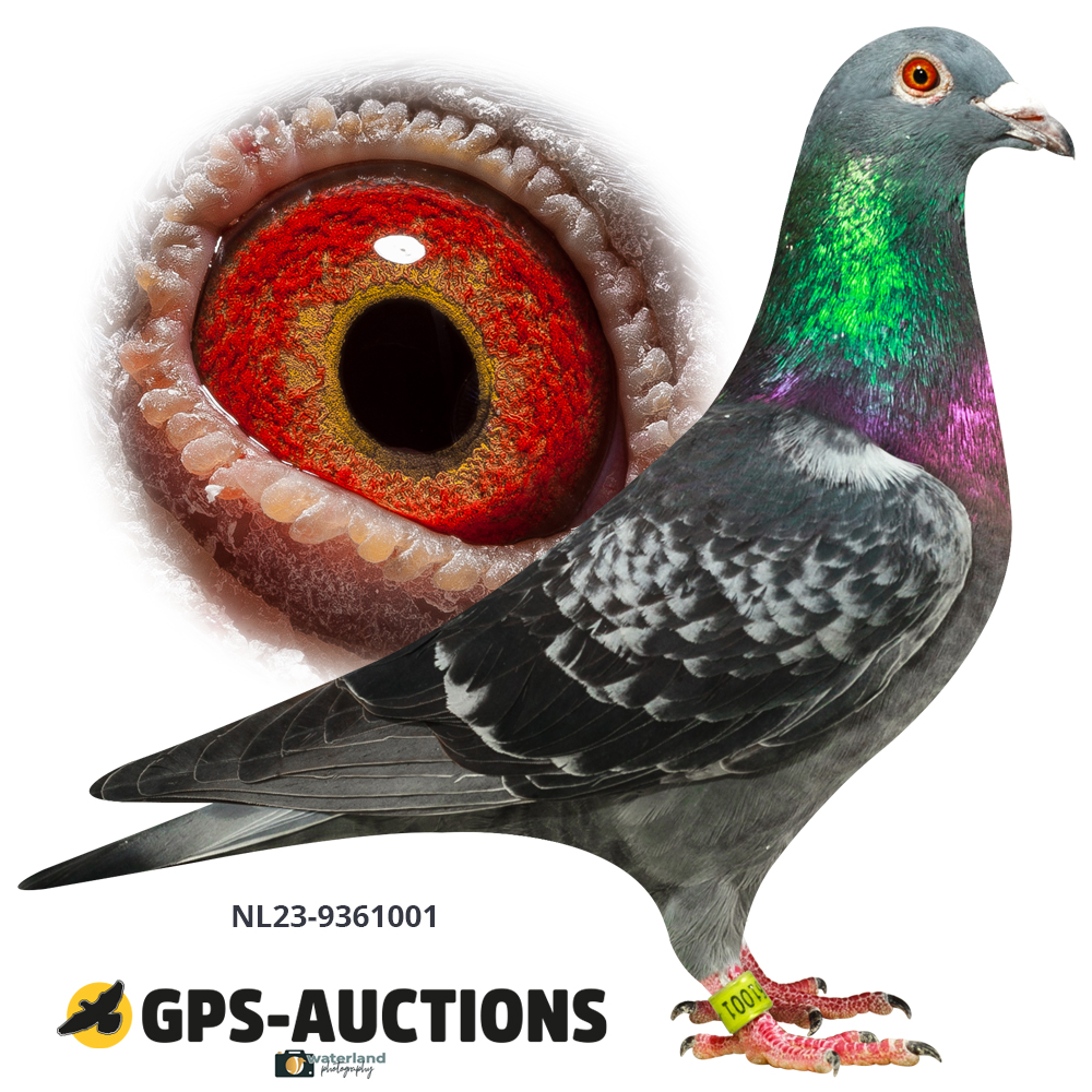 Ko van Dommelen Part 2 - GPS-Auctions