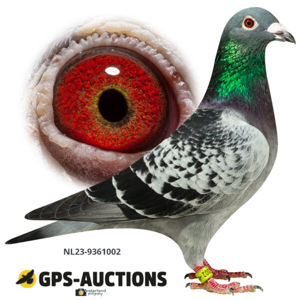 Ko van Dommelen Part 1 - GPS-Auctions