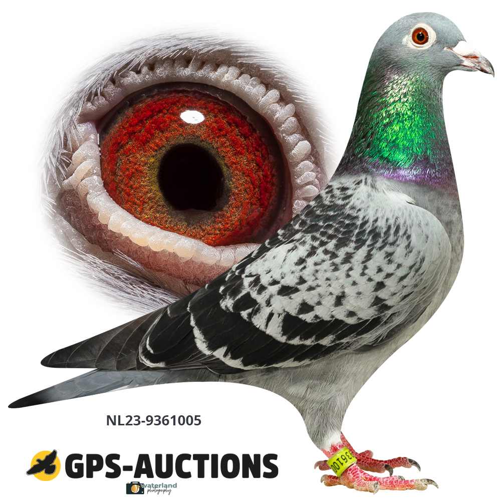 Ko van Dommelen Part 1 - GPS-Auctions