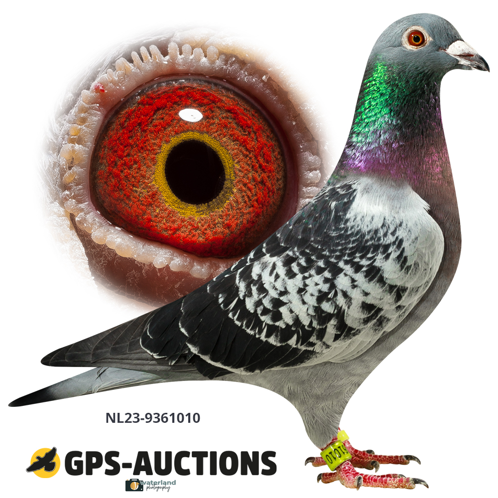 Ko van Dommelen Part 2 - GPS-Auctions