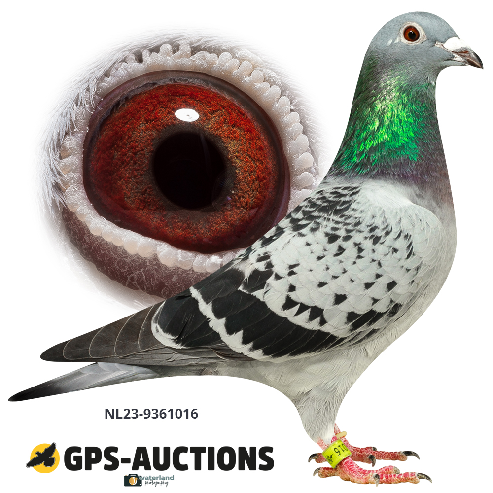 Ko van Dommelen Part 1 - GPS-Auctions