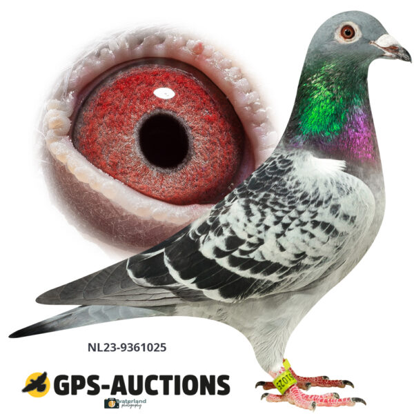Ko van Dommelen Part 2 - GPS-Auctions
