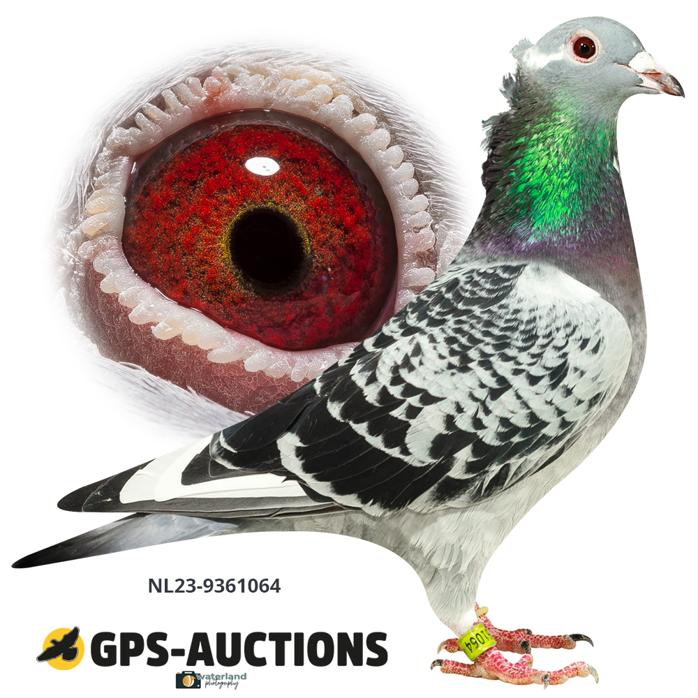 Ko van Dommelen Part 1 - GPS-Auctions