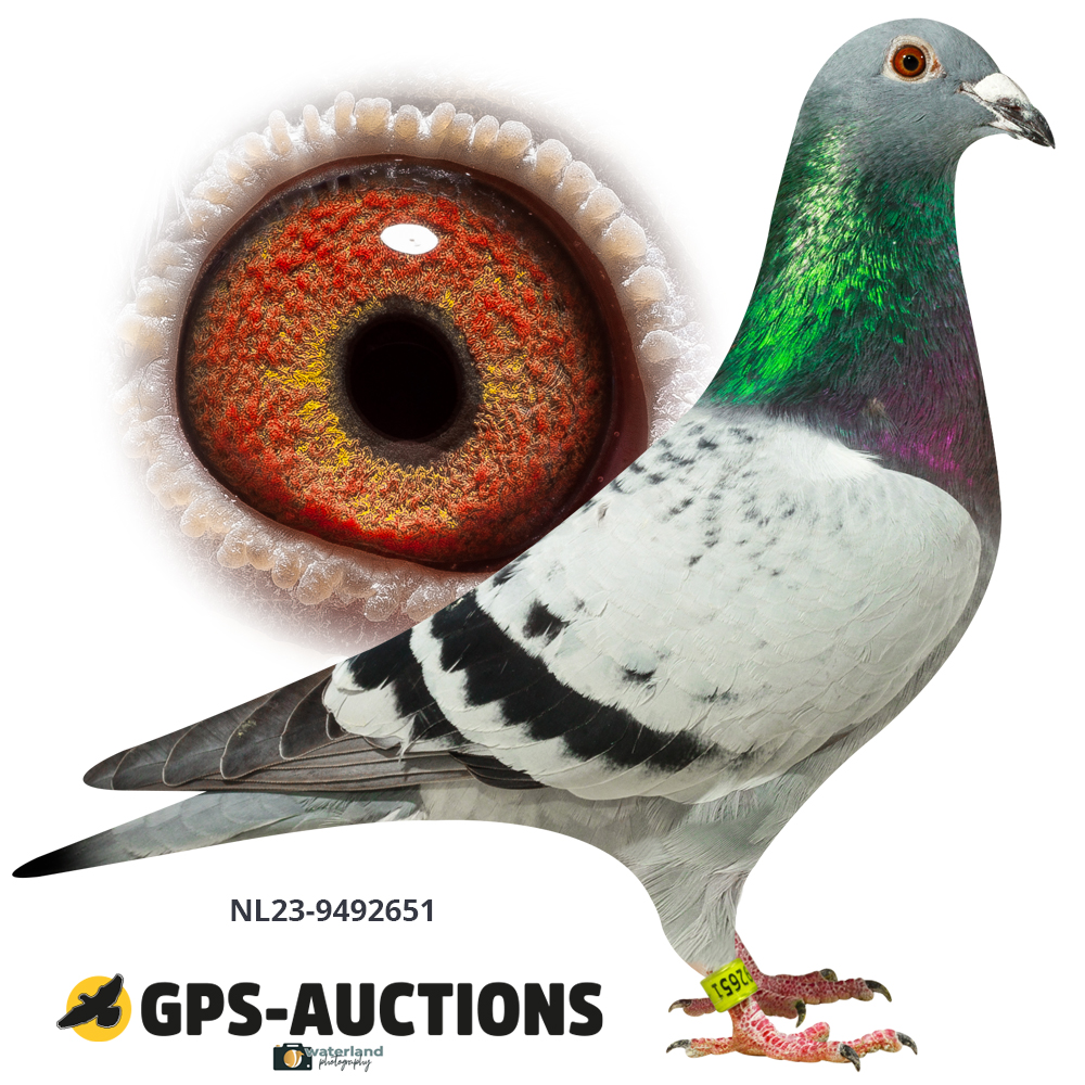 Dennis Veugelers - GPS-Auctions