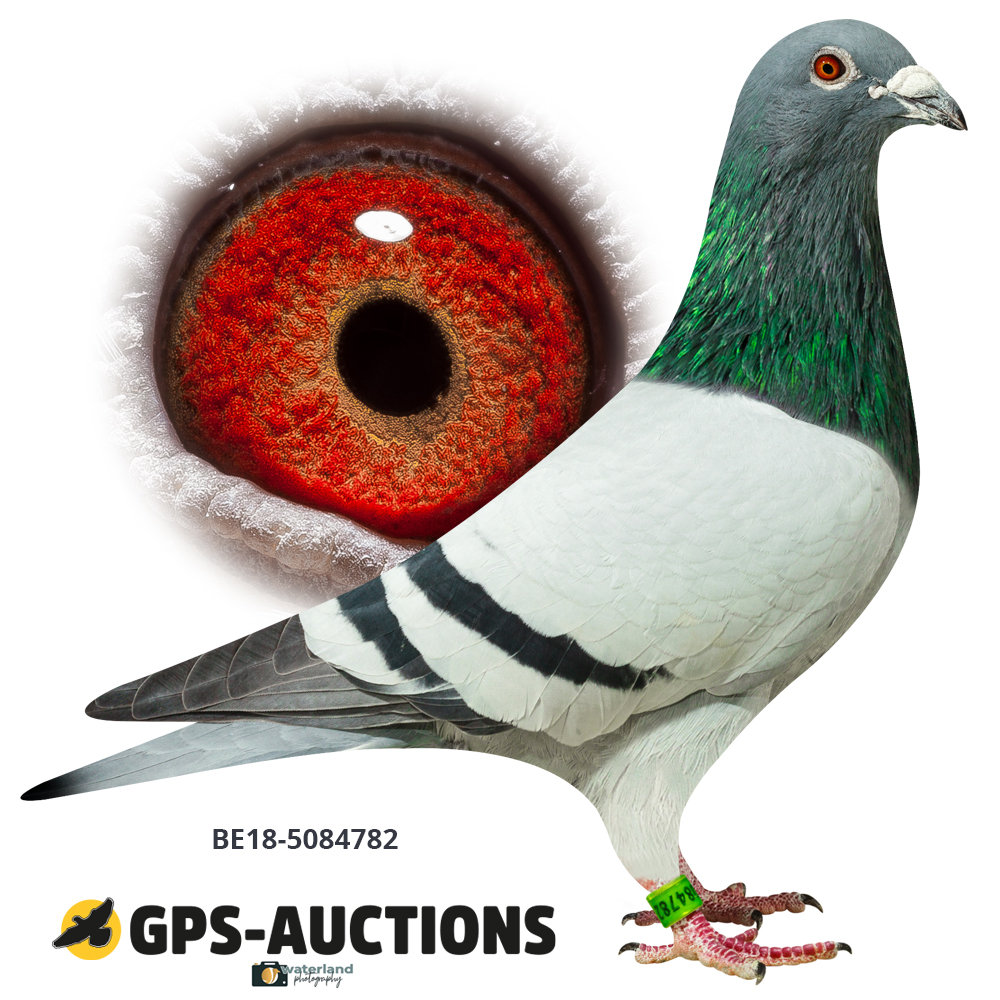 Mix of Champions - GPS-Auctions