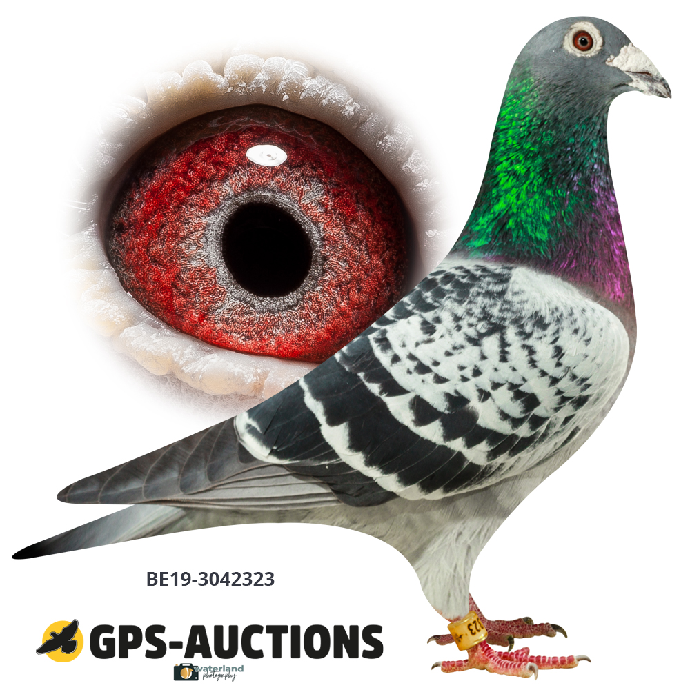 M. & L. de Laere (L. & S. Pigeons) - GPS-Auctions