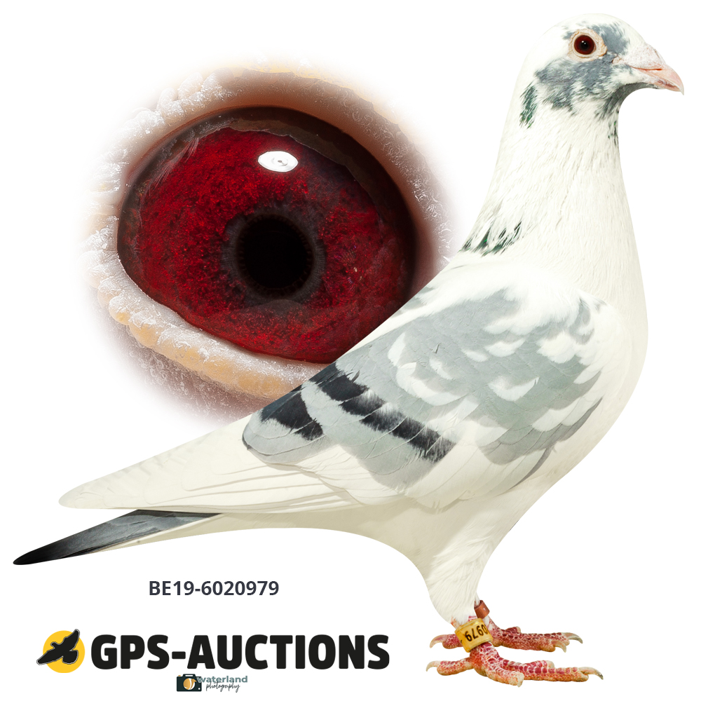 Marcel Wouters Special - GPS-Auctions