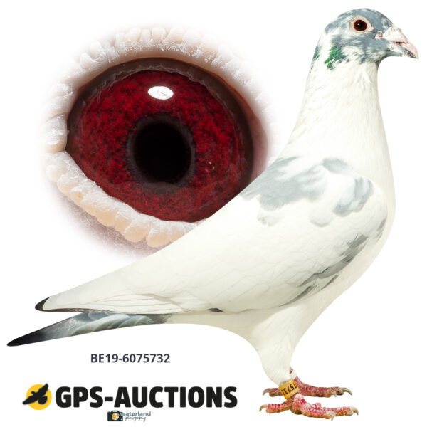 Marcel Wouters Special - GPS-Auctions