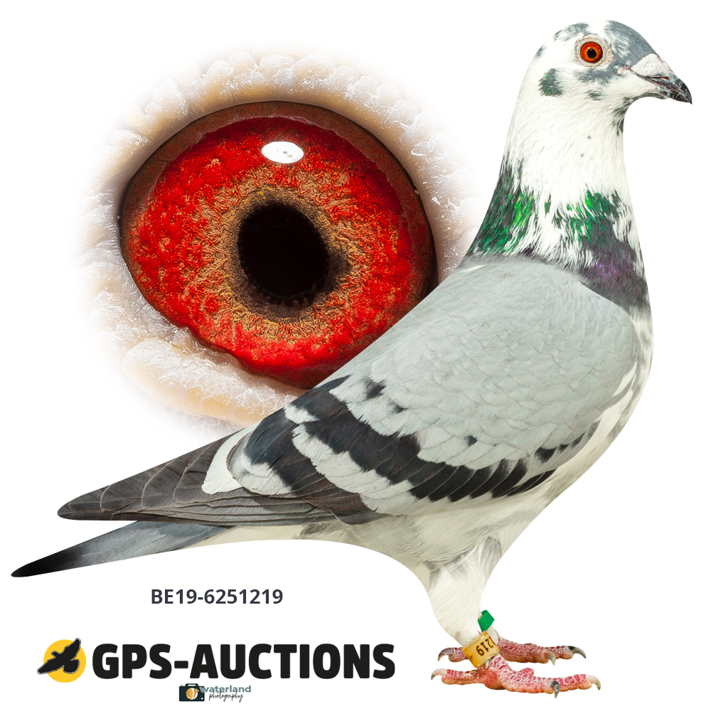 Marcel Wouters Special - GPS-Auctions