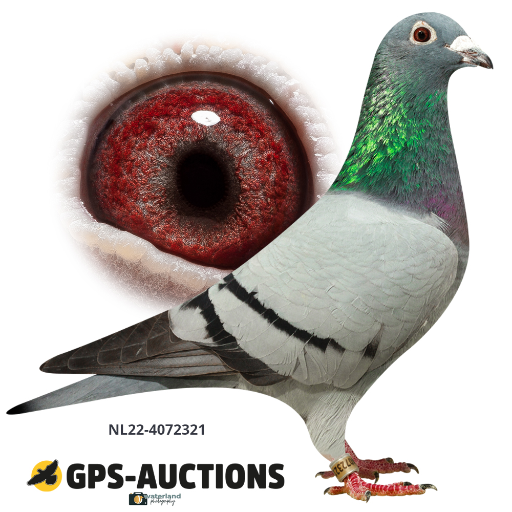 Belgium Speed Pigeons P-1 - GPS-Auctions