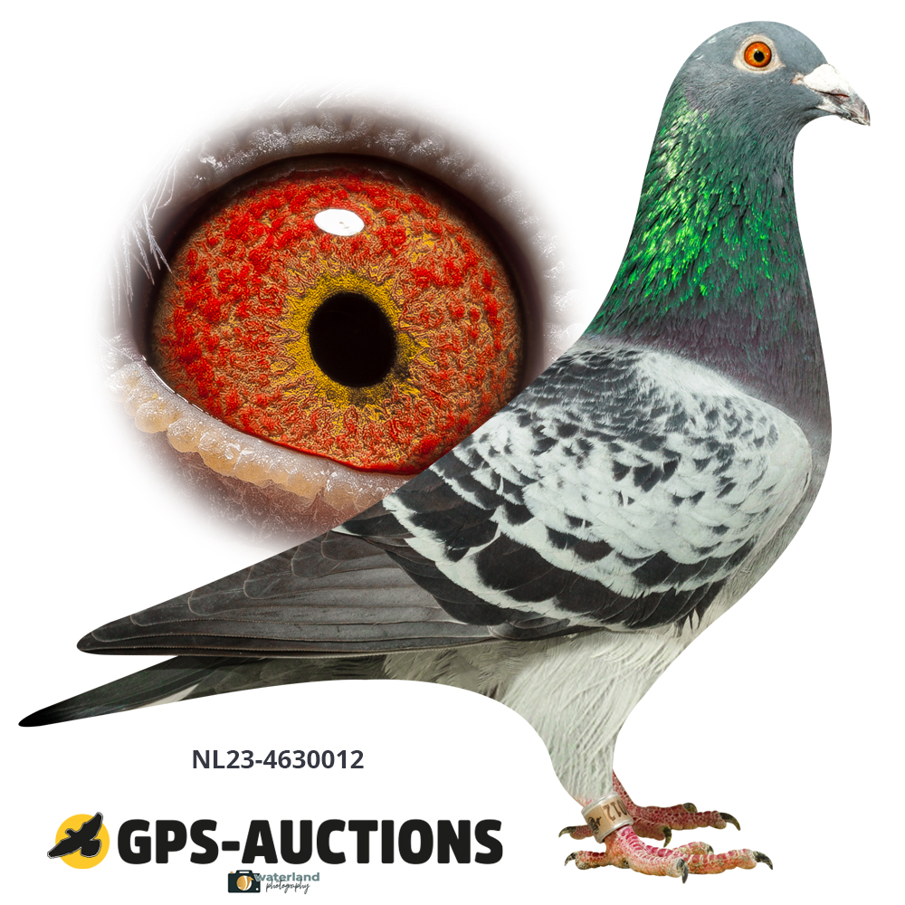 Belgium Speed Pigeons P-1 - GPS-Auctions