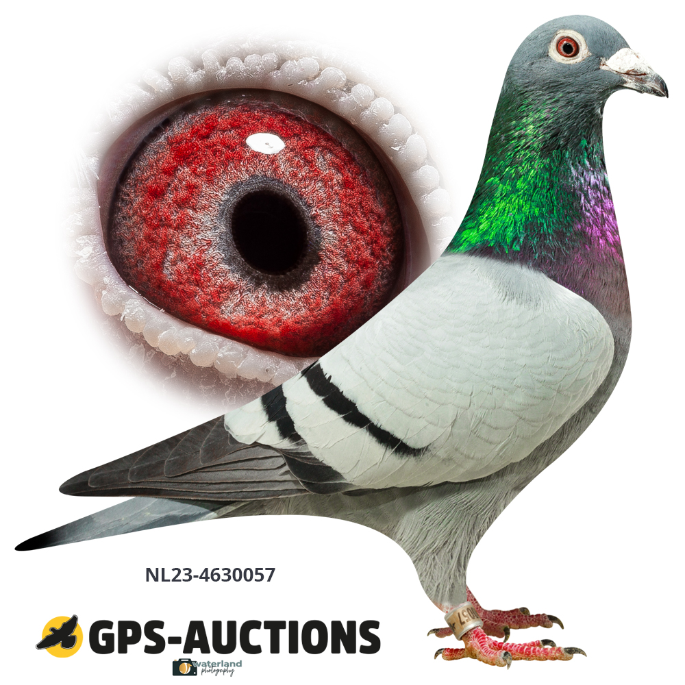 Belgium Speed Pigeons Part 2 - GPS-Auctions