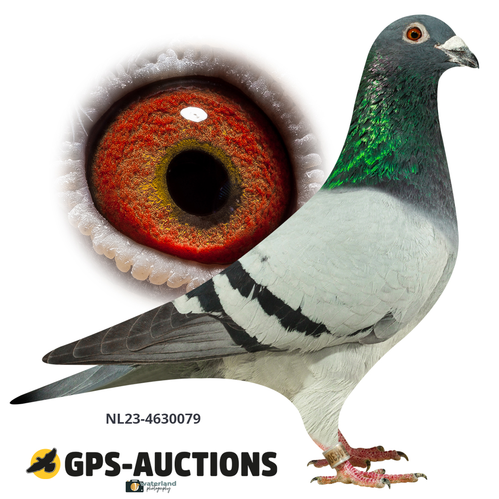 Belgium Speed Pigeons P-1 - GPS-Auctions