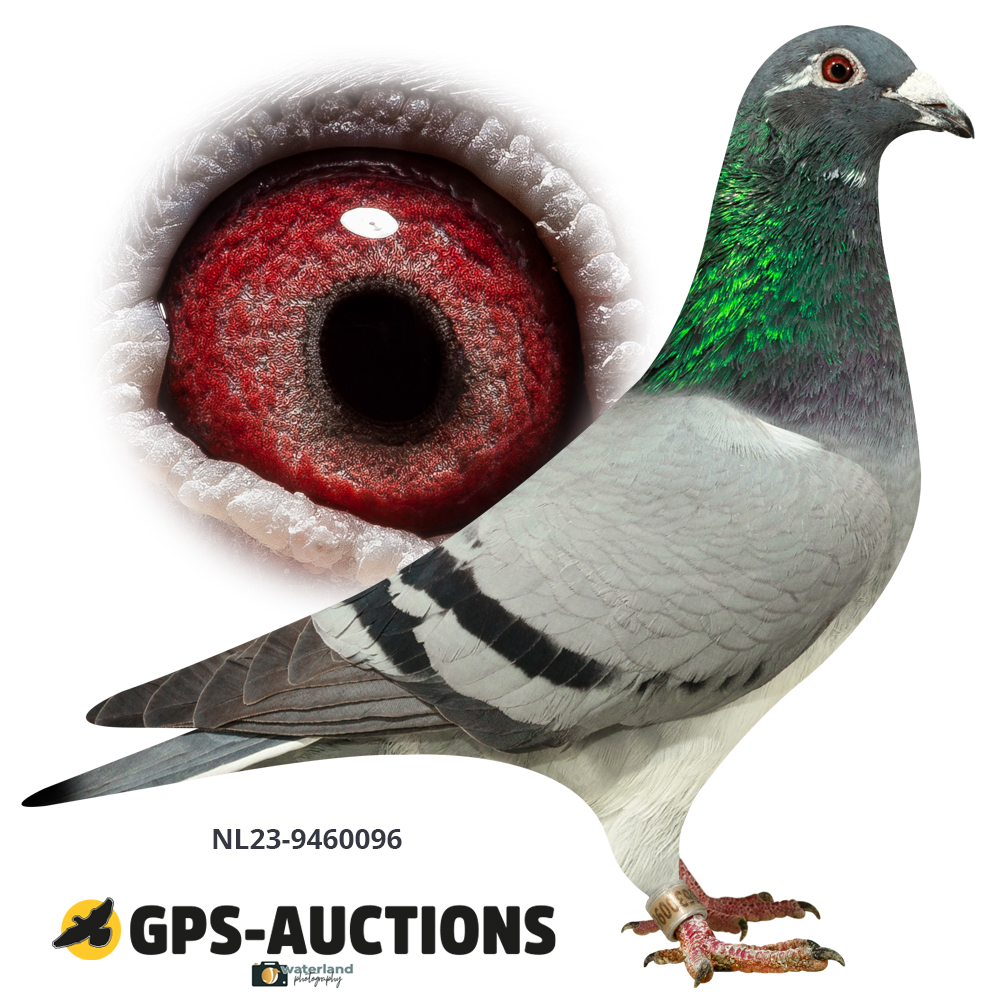 Belgium Speed Pigeons P-1 - GPS-Auctions