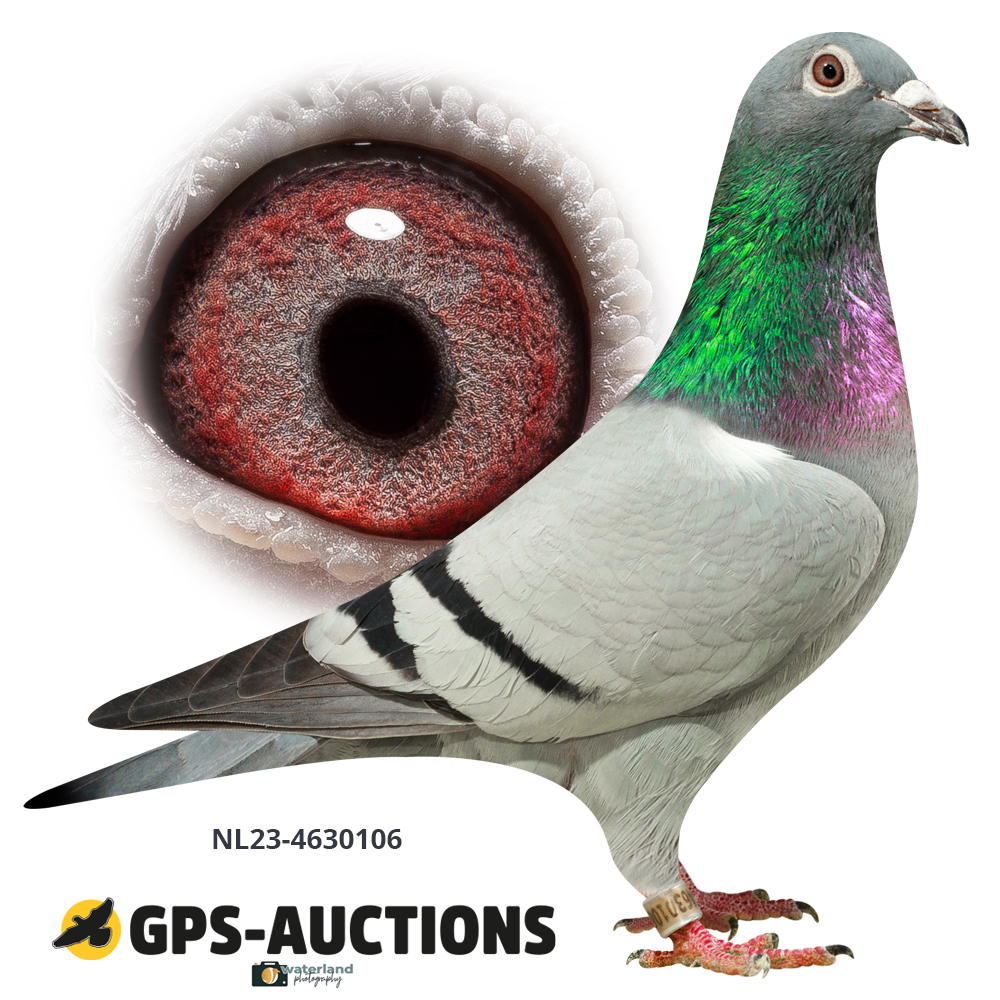 Belgium Speed Pigeons Part 2 - GPS-Auctions