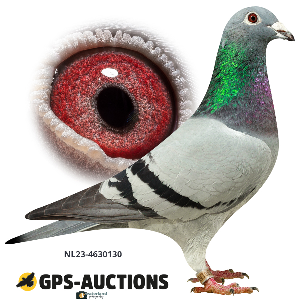 Belgium Speed Pigeons P-1 - GPS-Auctions