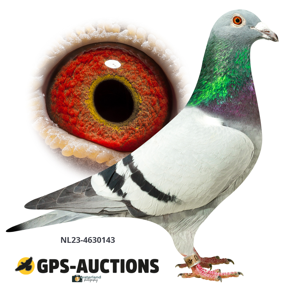 Belgium Speed Pigeons Part 2 - GPS-Auctions