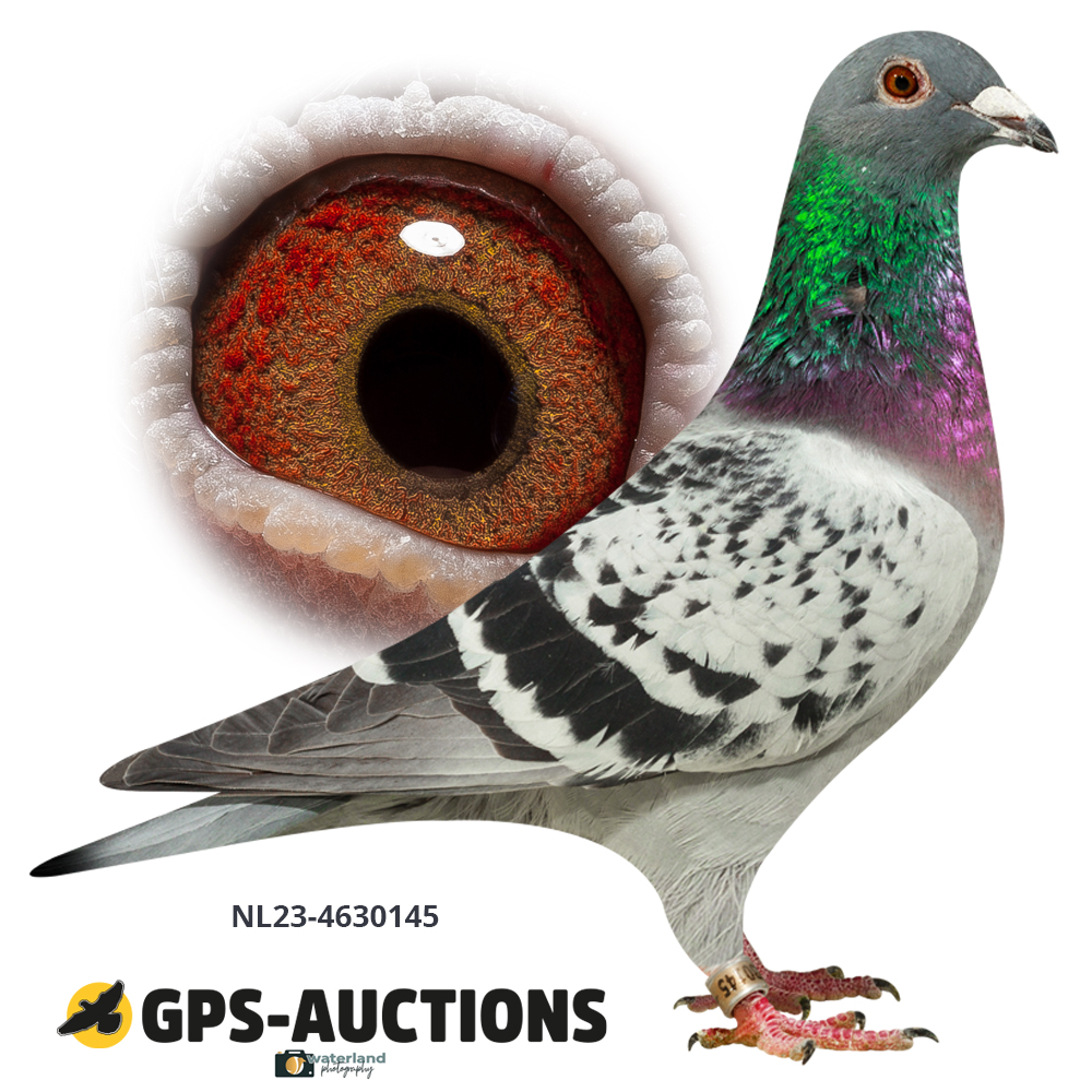 Belgium Speed Pigeons Part 2 - GPS-Auctions