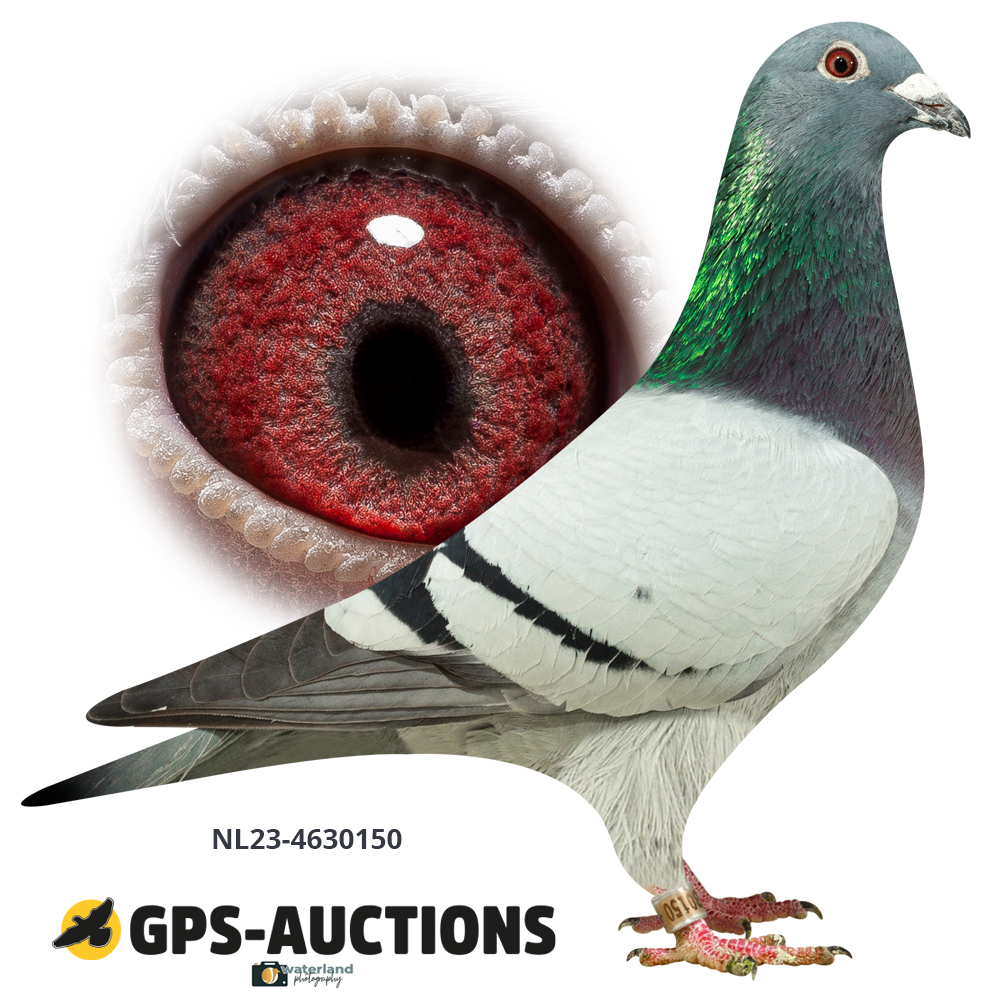 Belgium Speed Pigeons Part 2 - GPS-Auctions