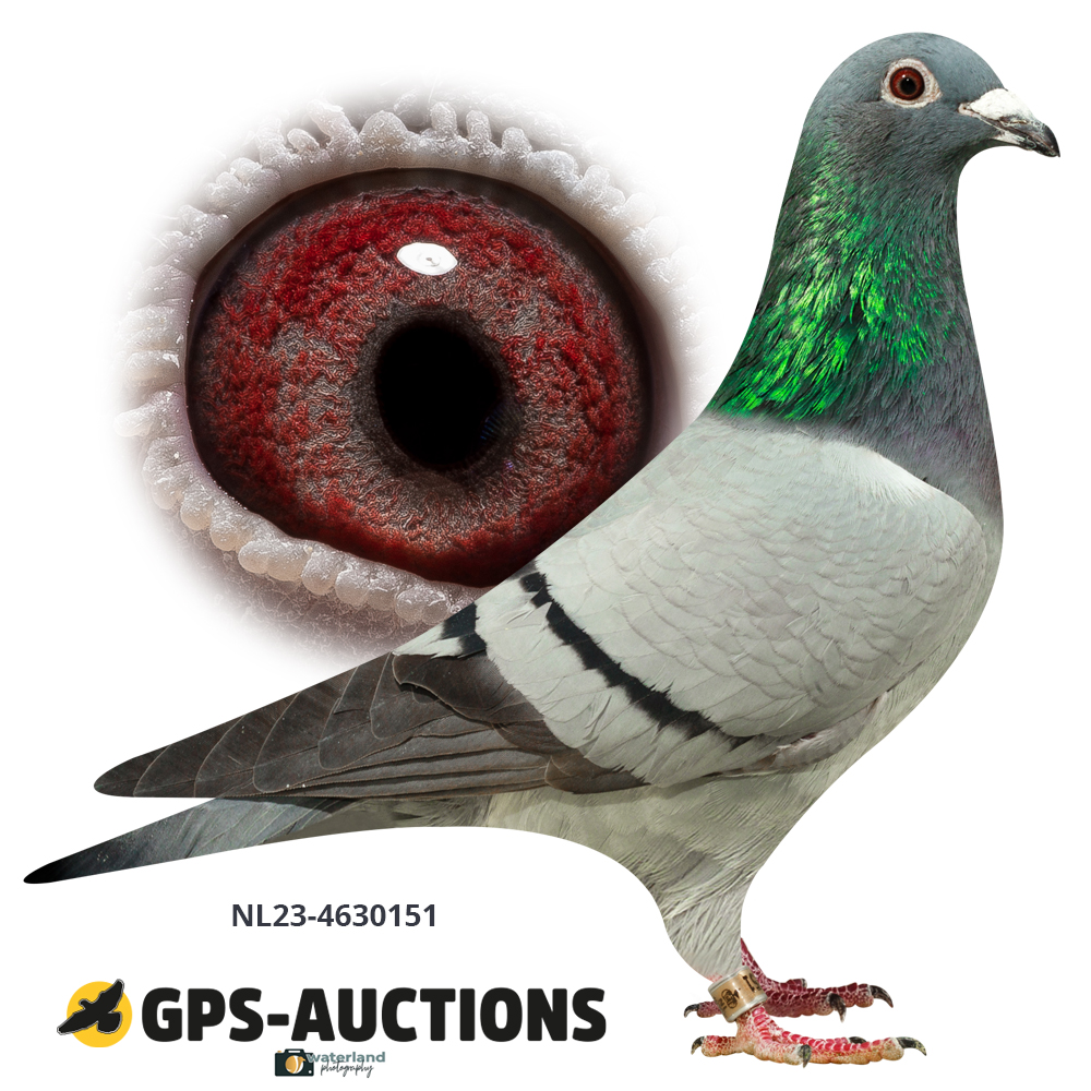 Belgium Speed Pigeons Part 2 - GPS-Auctions
