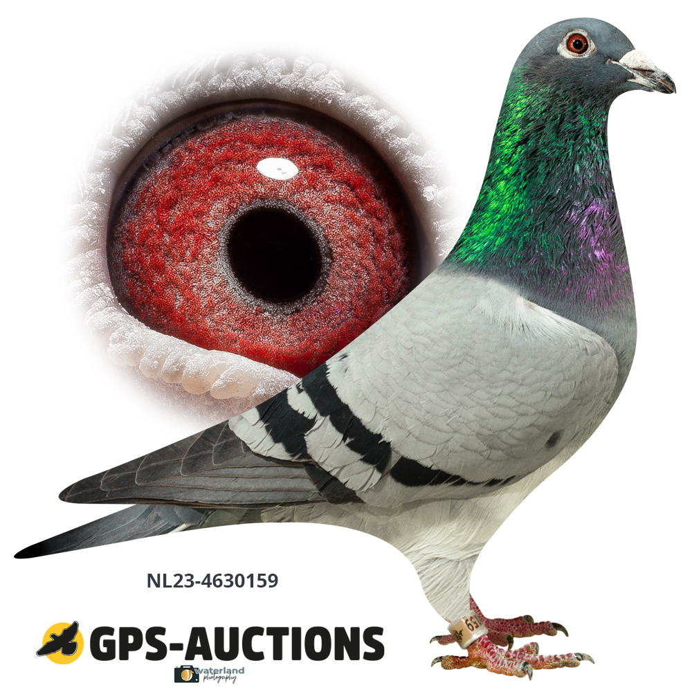 Belgium Speed Pigeons Part 2 - GPS-Auctions