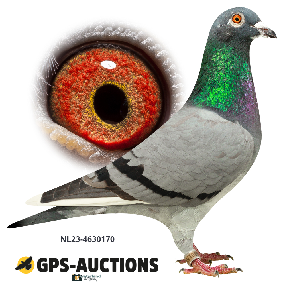 Belgium Speed Pigeons Part 2 - GPS-Auctions